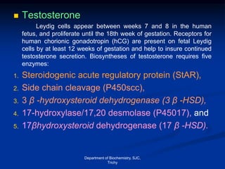 Sex determination and differentiation.ppt