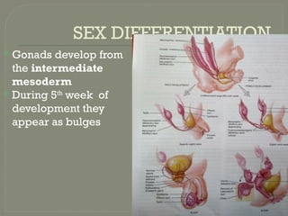 sex determination and sex differentiation | PPT
