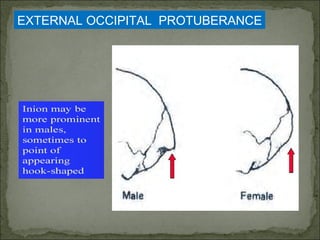 Occipital Protuberance Male Vs Female
