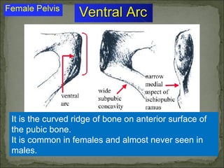 Ventral Arc Pelvis