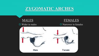 Sex determination from skull and mandible | PPTX