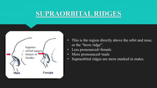 Sex determination from skull and mandible | PPTX