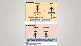 Sex determination in animals | PPTX