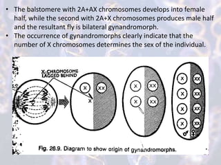 Sex determination in animals and plants | PPTX
