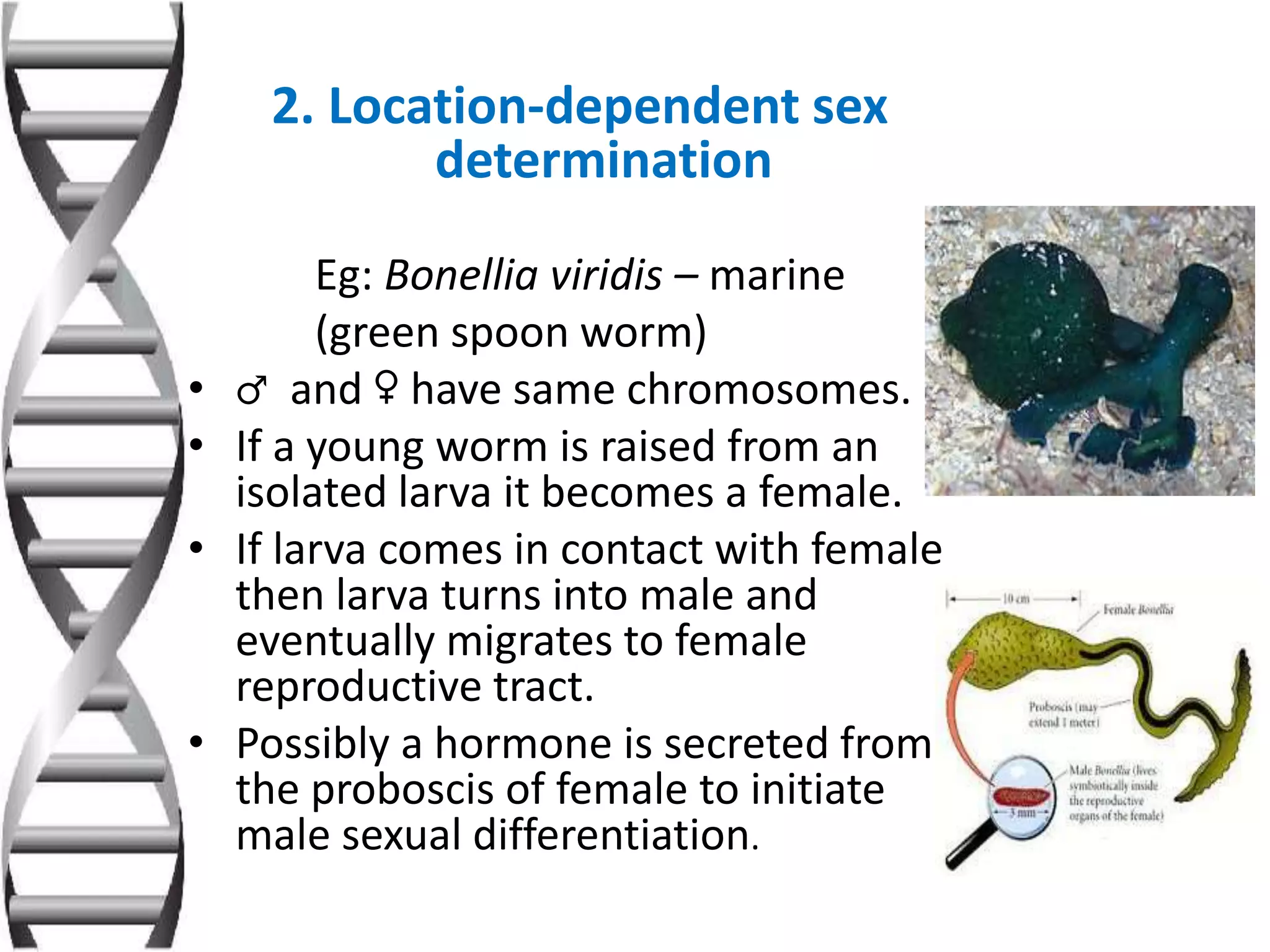 Sex determination in animals | PPTX