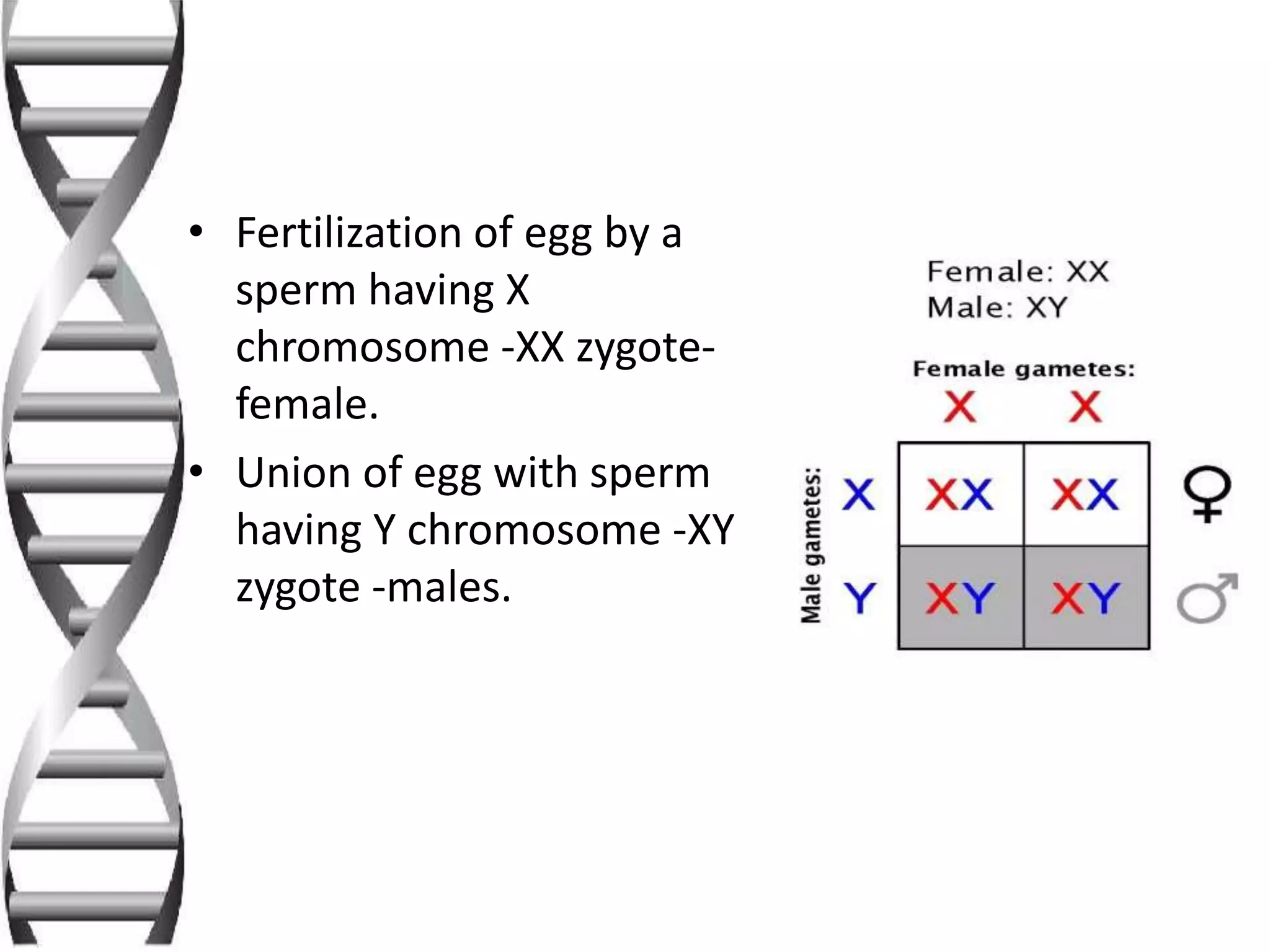 Sex determination in animals | PPTX