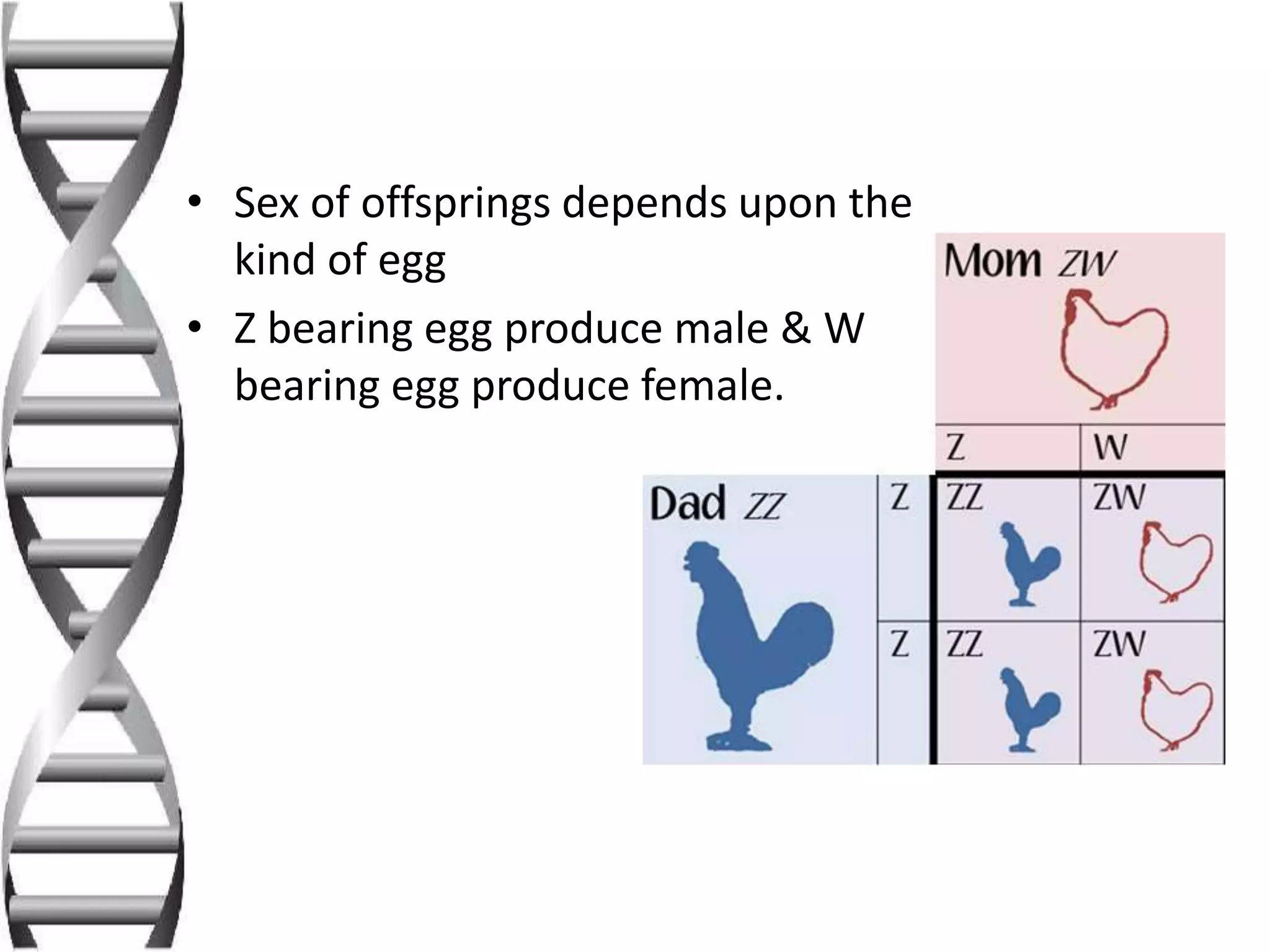 Sex determination in animals | PPTX