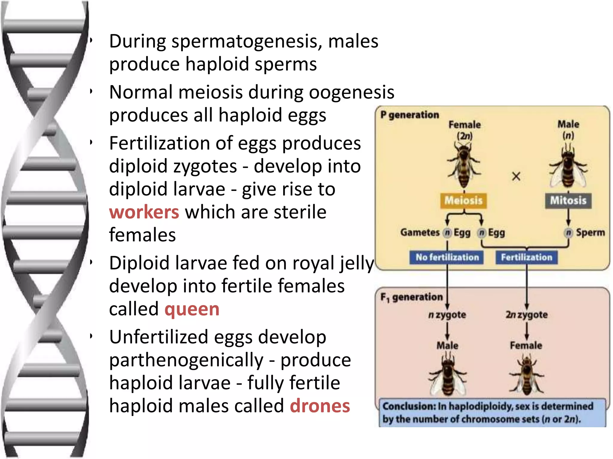 Sex determination in animals | PPTX