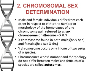 Sex determination in animals | PPTX