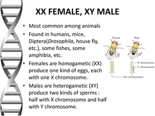 Sex determination in animals | PPTX