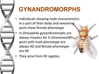Sex determination in animals | PPTX