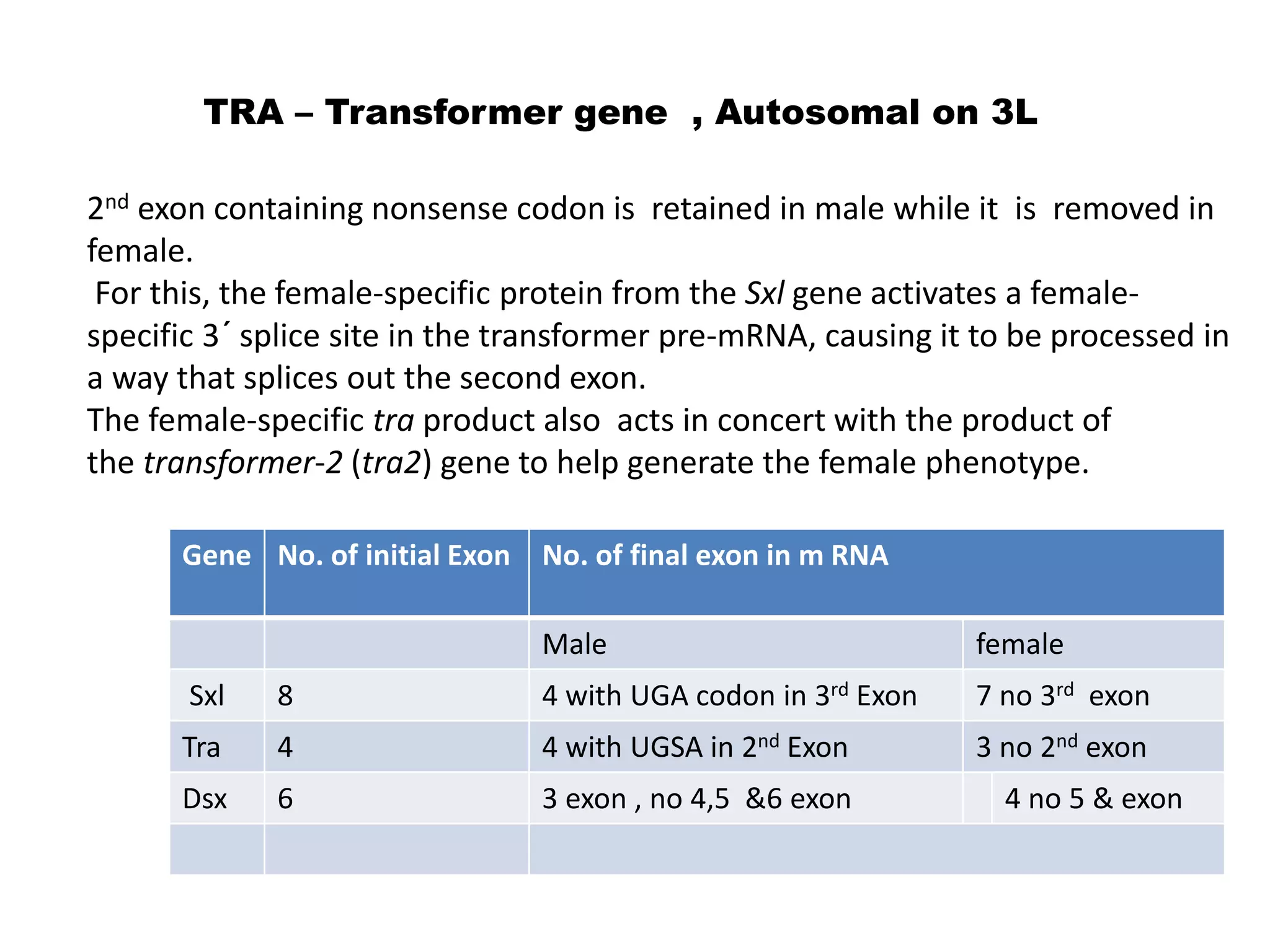 Sex determination in drosophila | PPT