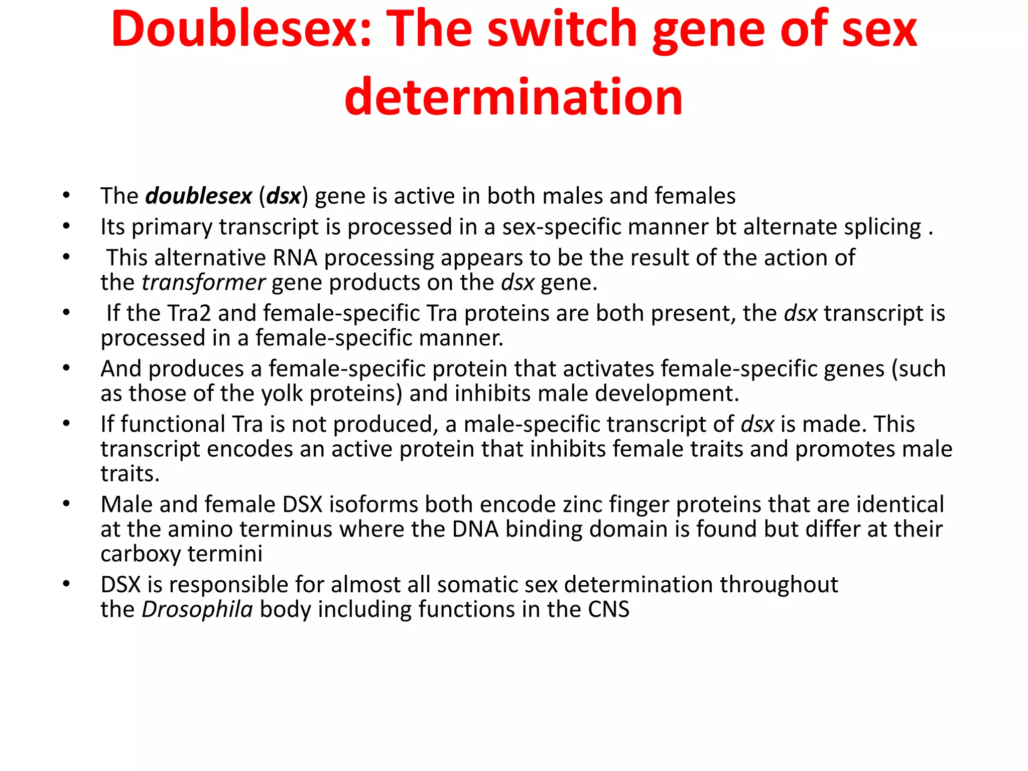 Sex Determination In Drosophila Ppt