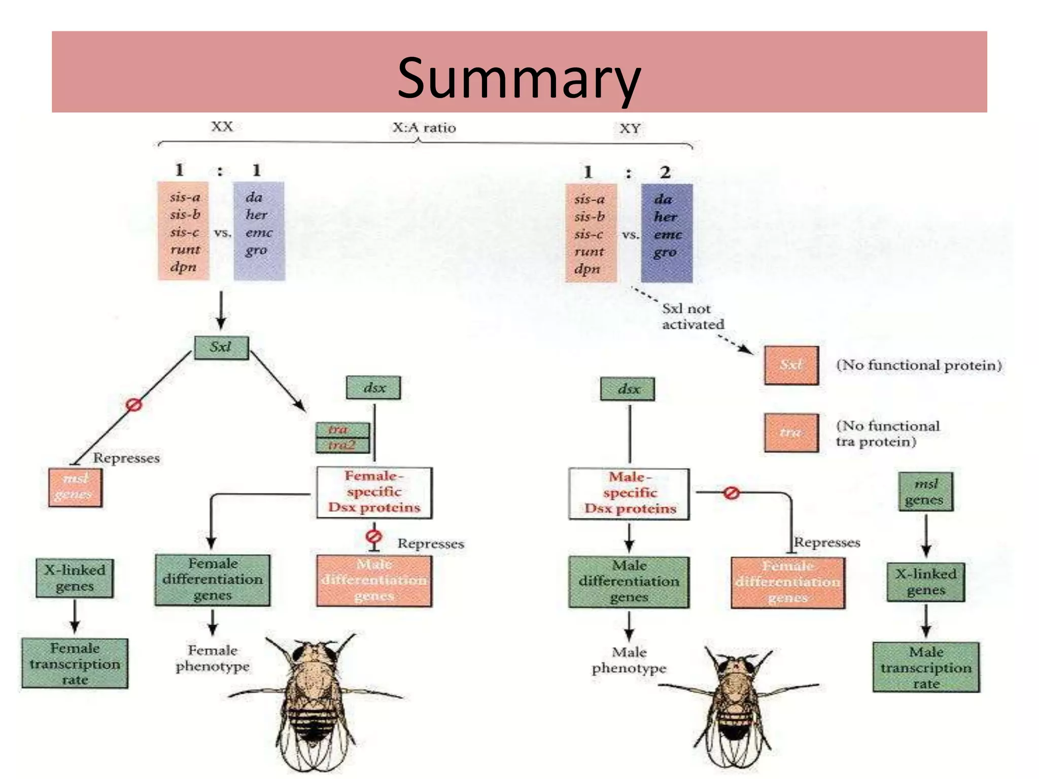 Sex Determination In Drosophila Ppt