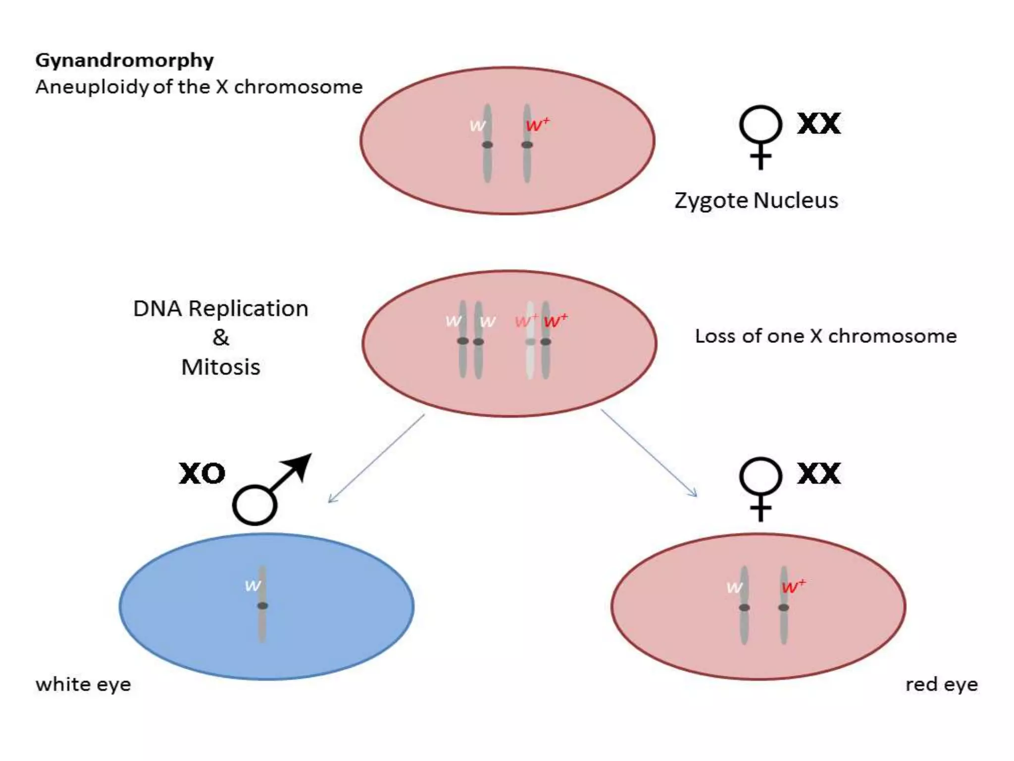 Sex Determination In Drosophila Ppt 1214