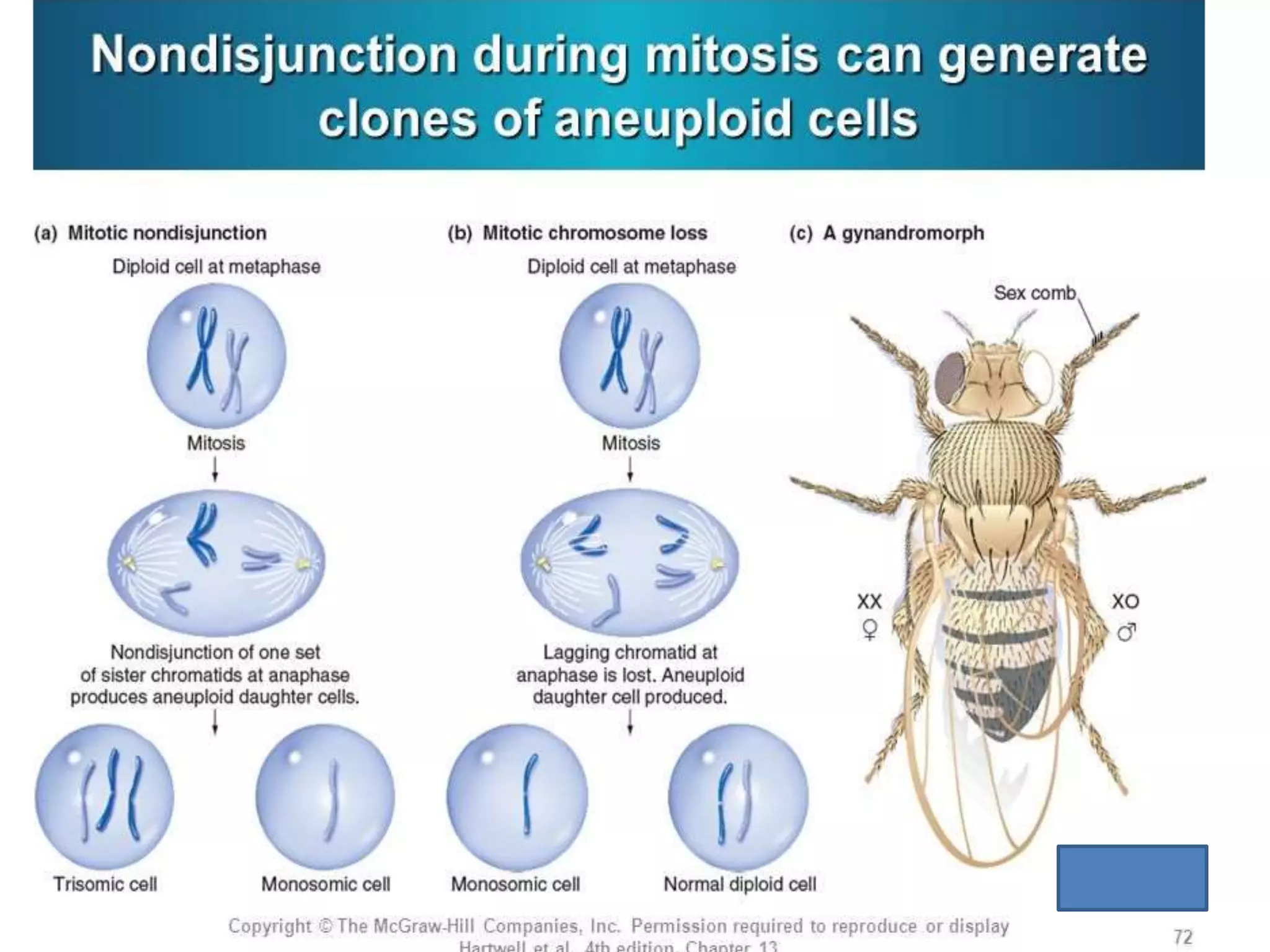 Sex Determination In Drosophila Ppt 3417