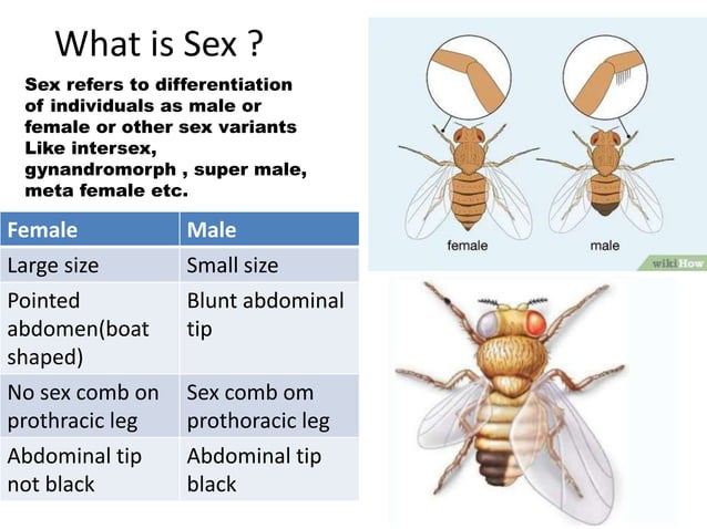 Sex Determination In Drosophila Ppt 9693