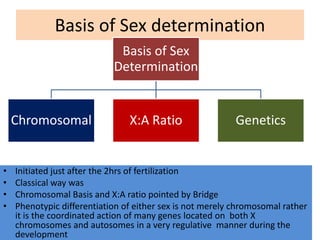 Sex determination in drosophila | PPT