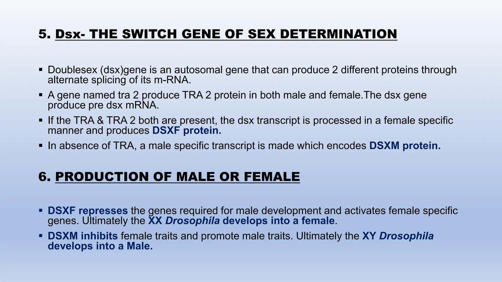 Molecular Mechanism Of Sex Determination In Drosophila.pptx