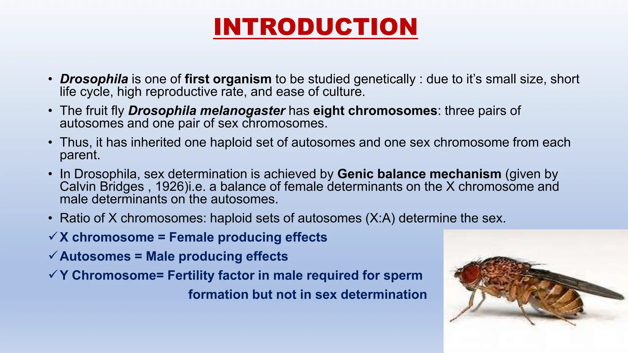Molecular Mechanism Of Sex Determination In Drosophila.pptx