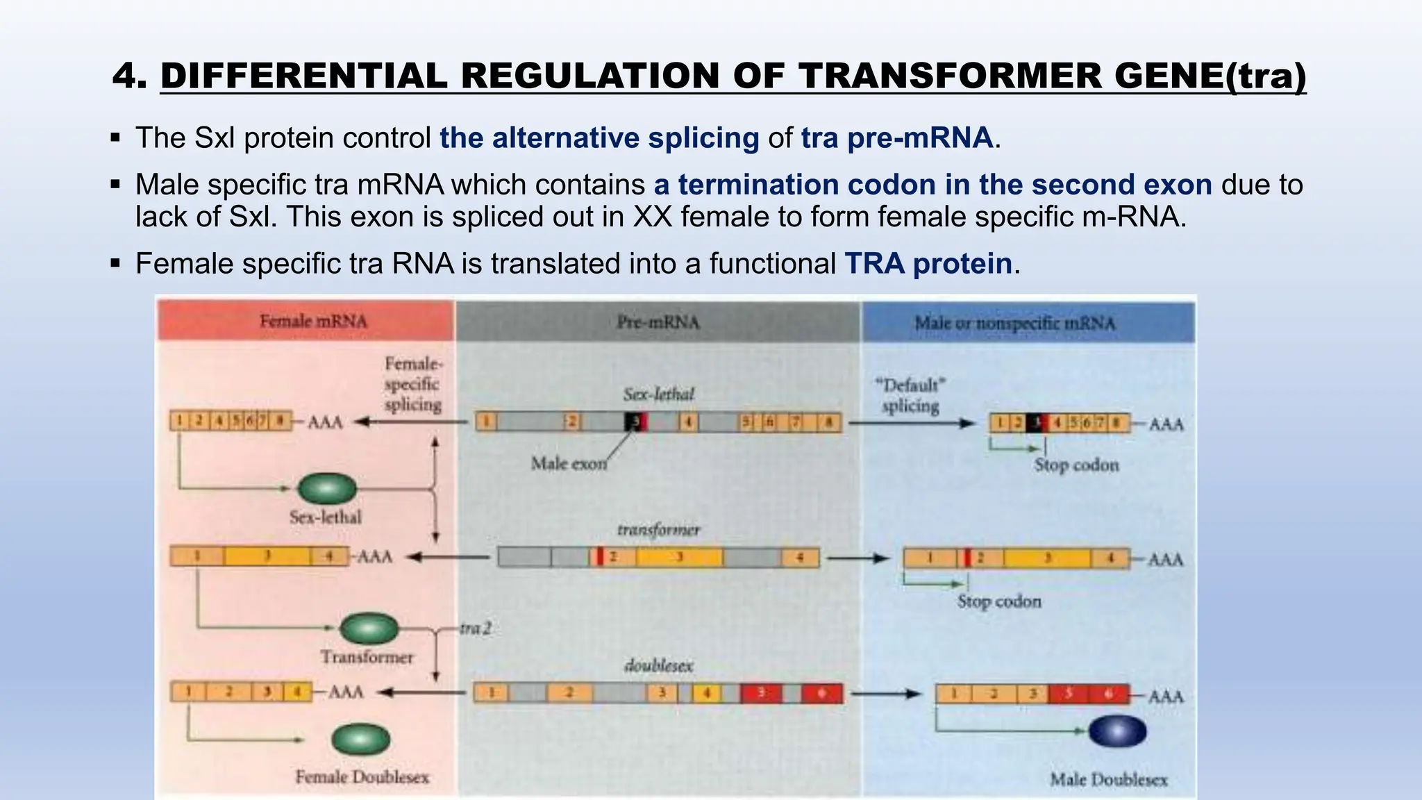Molecular Mechanism Of Sex Determination In Drosophila.pptx