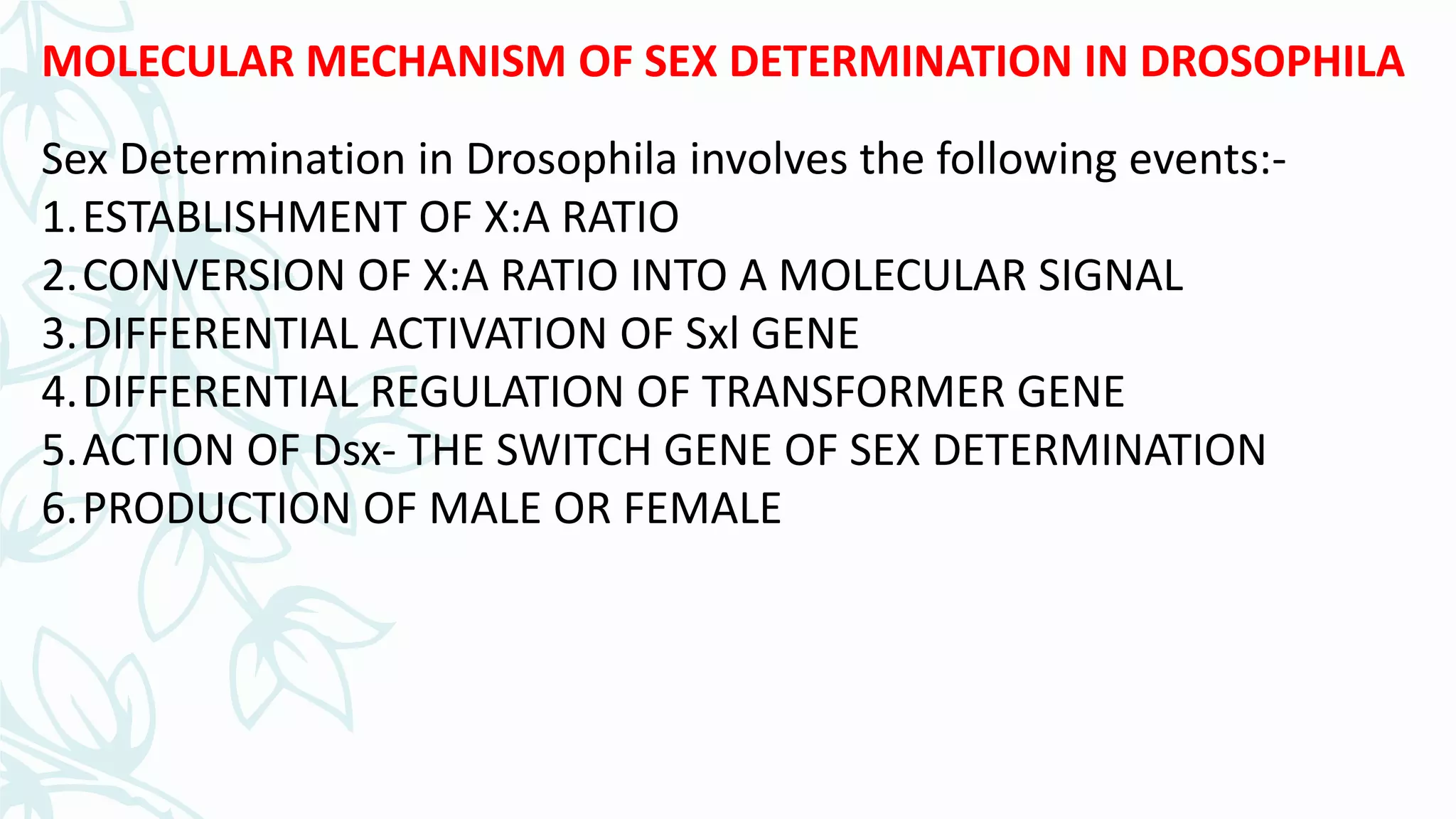 Sex Determination In Drosophila And Human Pptx Reproductive Health Diseases And Conditions