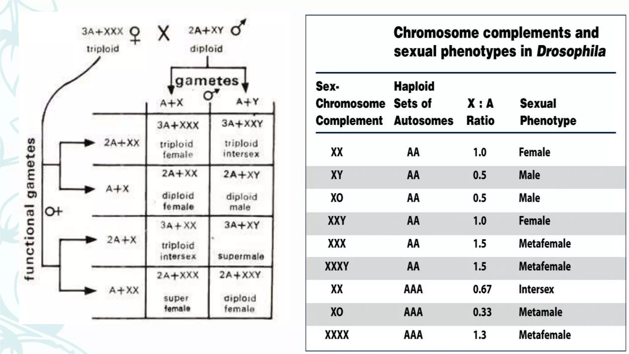 Sex Determination In Drosophila And Human Pptx Reproductive Health Diseases And Conditions