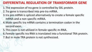 Sex determination in drosophila & human | PPTX