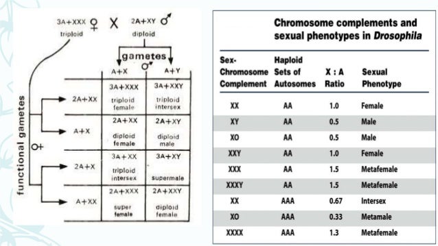Sex determination in drosophila & human
