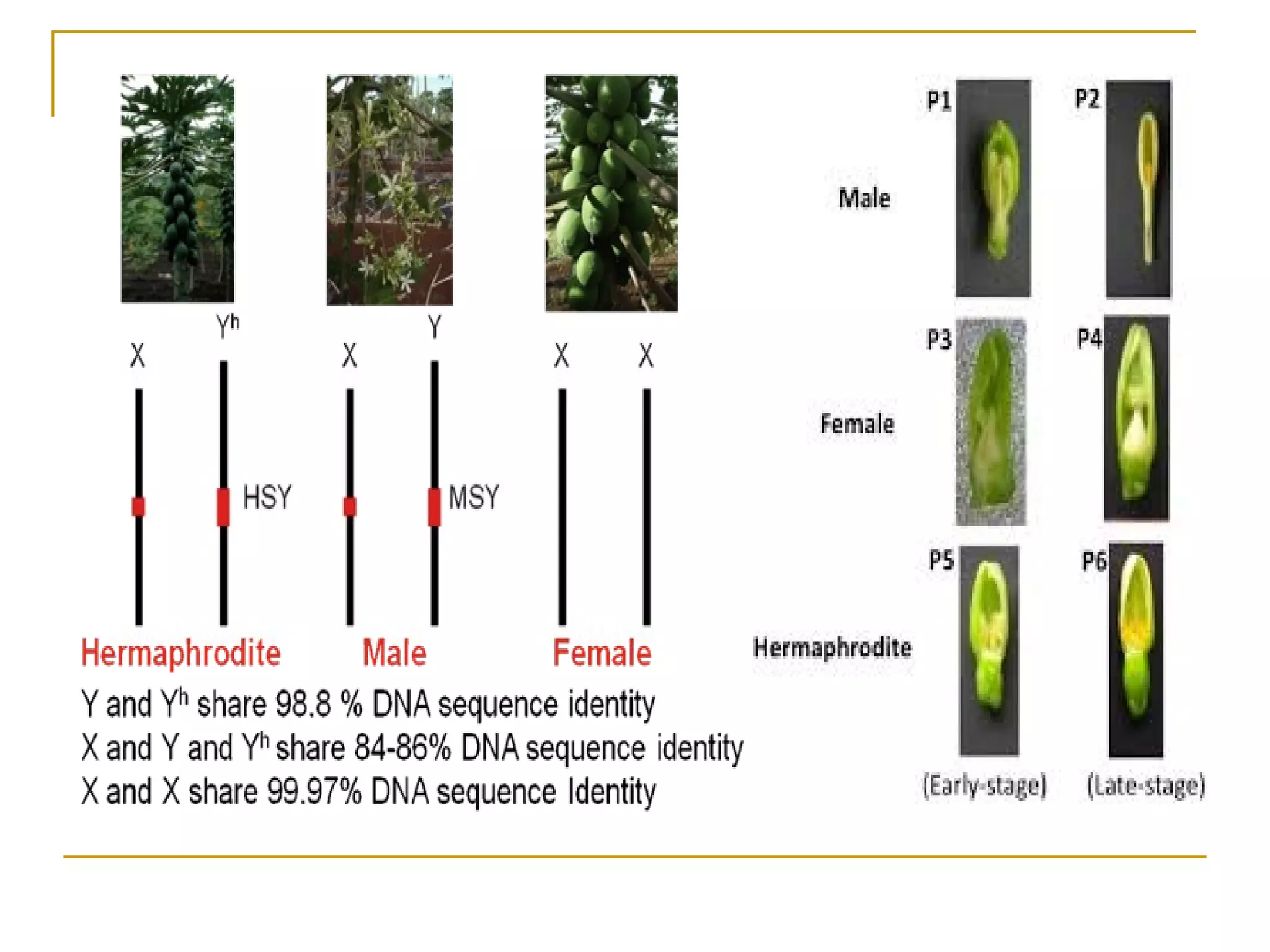 Sex Determination In Papaya Ppt