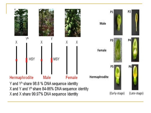 Sex determination in papaya | PPT