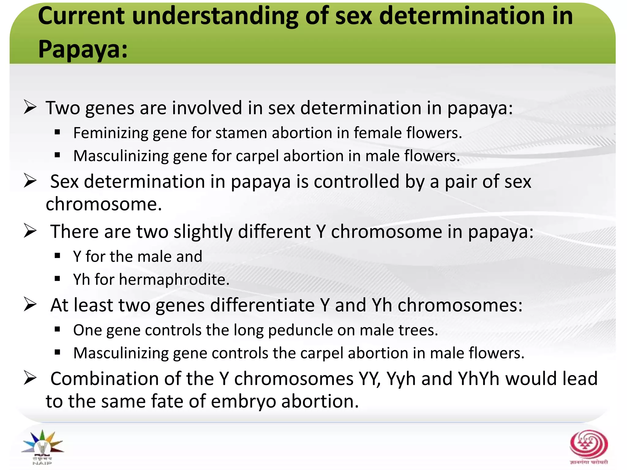 Sex Determination In Papaya Pptx Reproductive Health Diseases And Conditions
