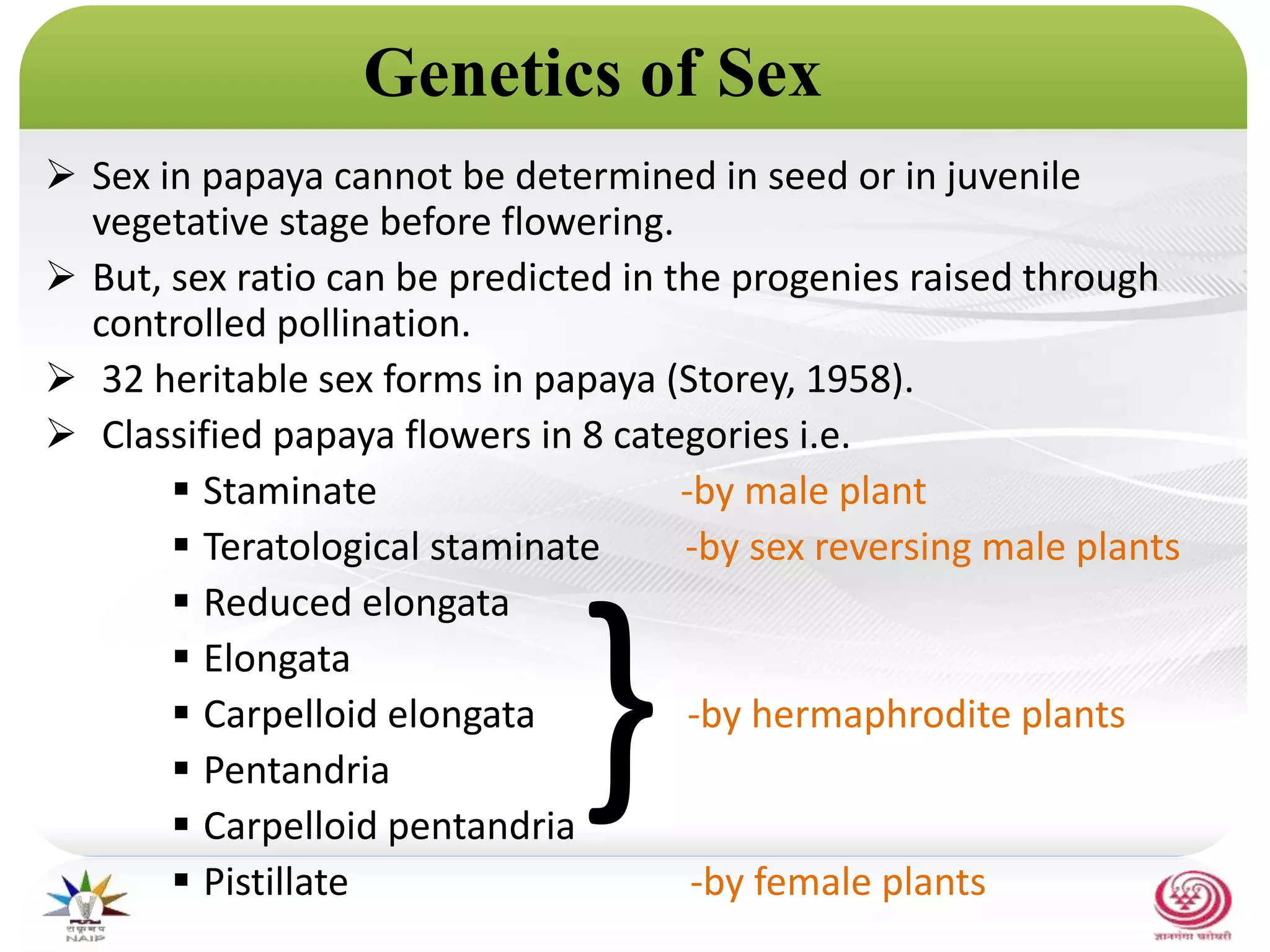 Sex Determination In Papaya Pptx