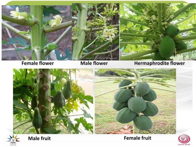 Sex determination in Papaya | PPTX | Reproductive Health | Diseases and ...