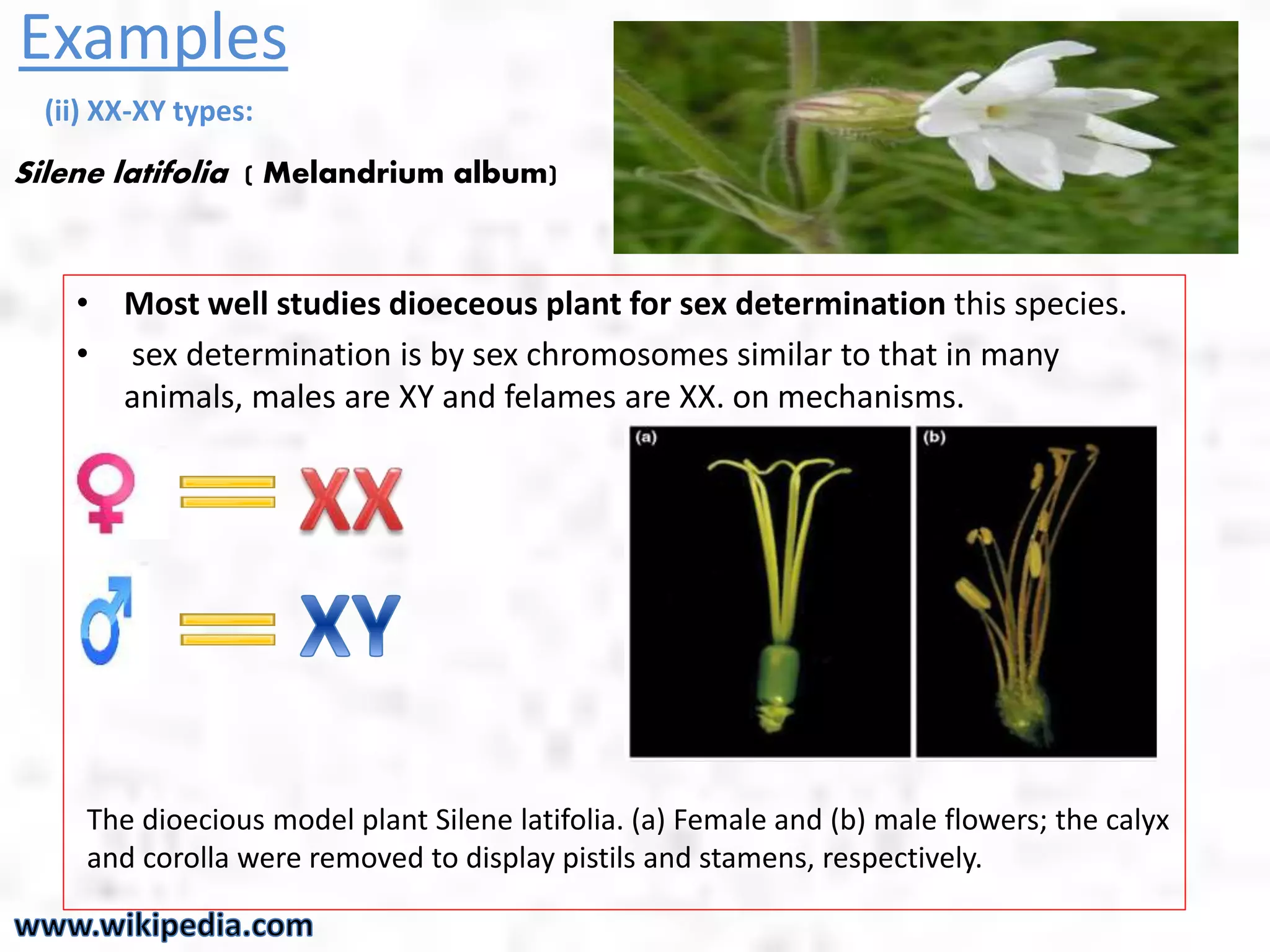 Sex determination in plants | PPTX