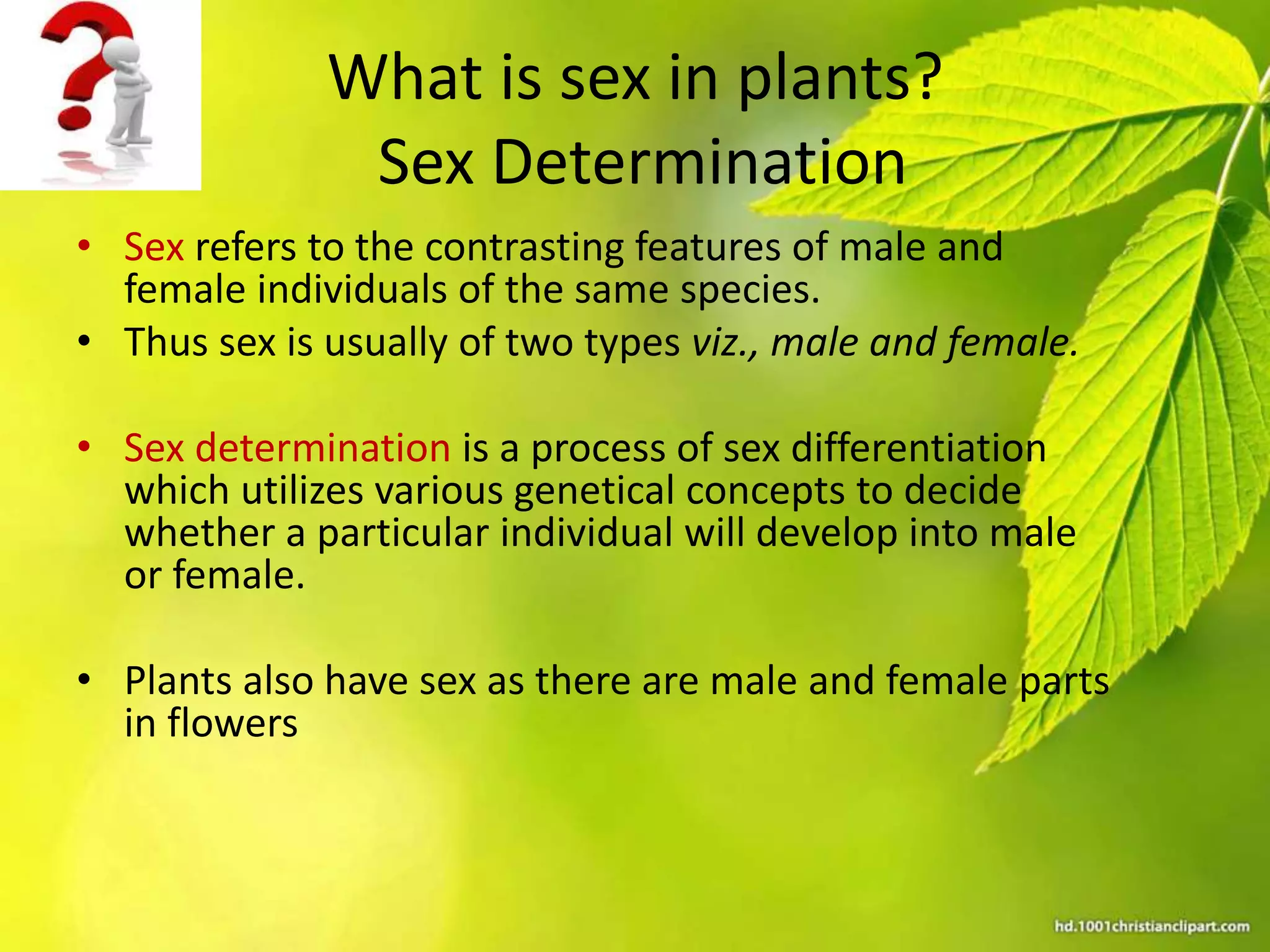 Sex determination in plants | PPTX