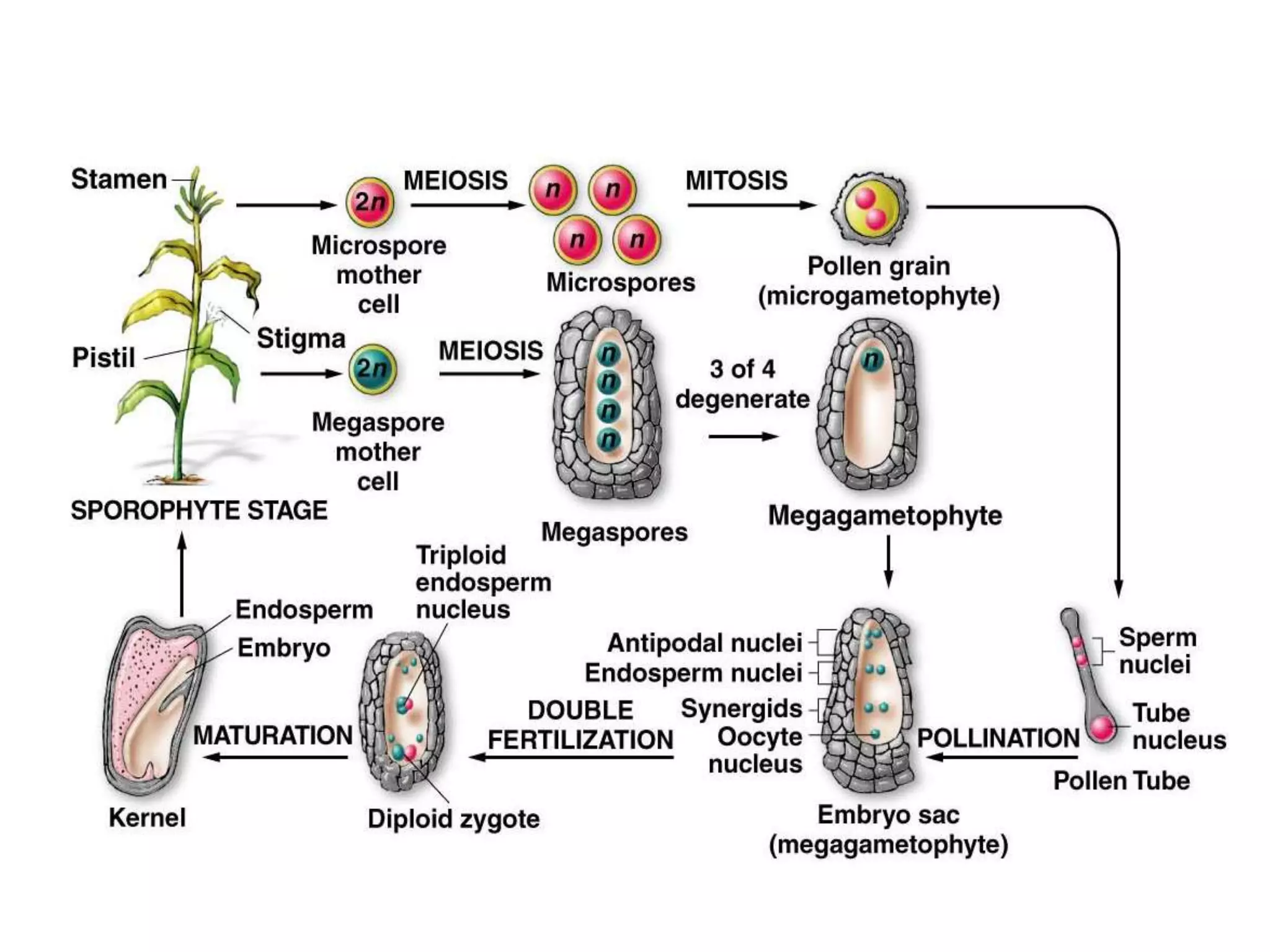 Sex Determination In Plants Pptx