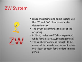 Sex determination & linkage | PPT