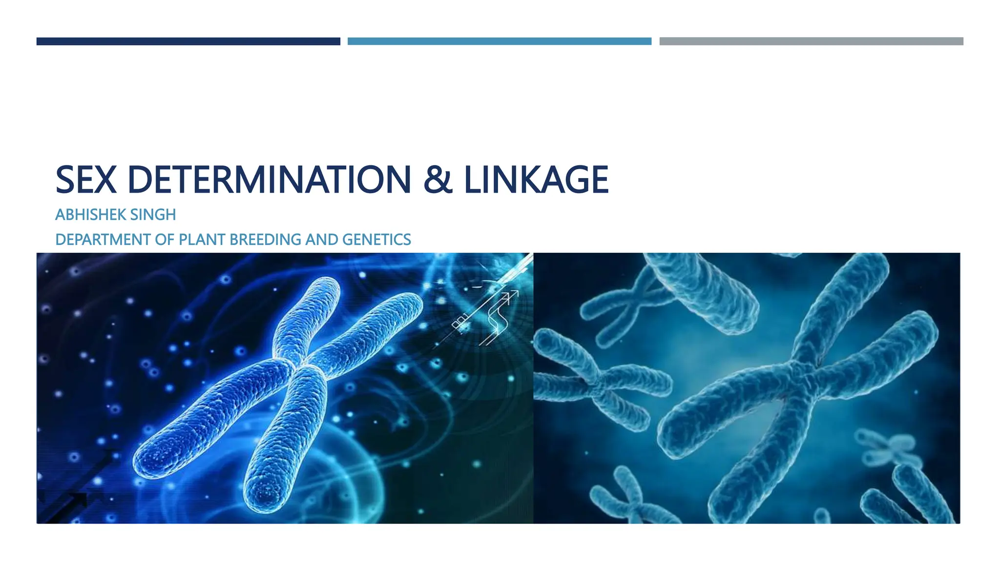 SEX DETERMINATION & LINKAGE.pptx