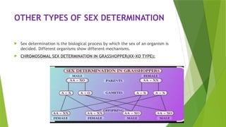 SEX DETERMINATION,SEX INFLUENCED CHARACTERS,SEX LIMITED CHARACTERS AND ...