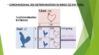 SEX DETERMINATION,SEX INFLUENCED CHARACTERS,SEX LIMITED CHARACTERS AND ...