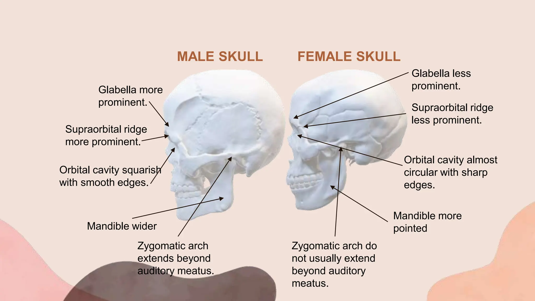 sex determination through human skull.pptx