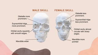 sex determination through human skull.pptx | Bone and Joint Conditions ...