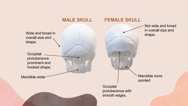 sex determination through human skull.pptx | Bone and Joint Conditions ...