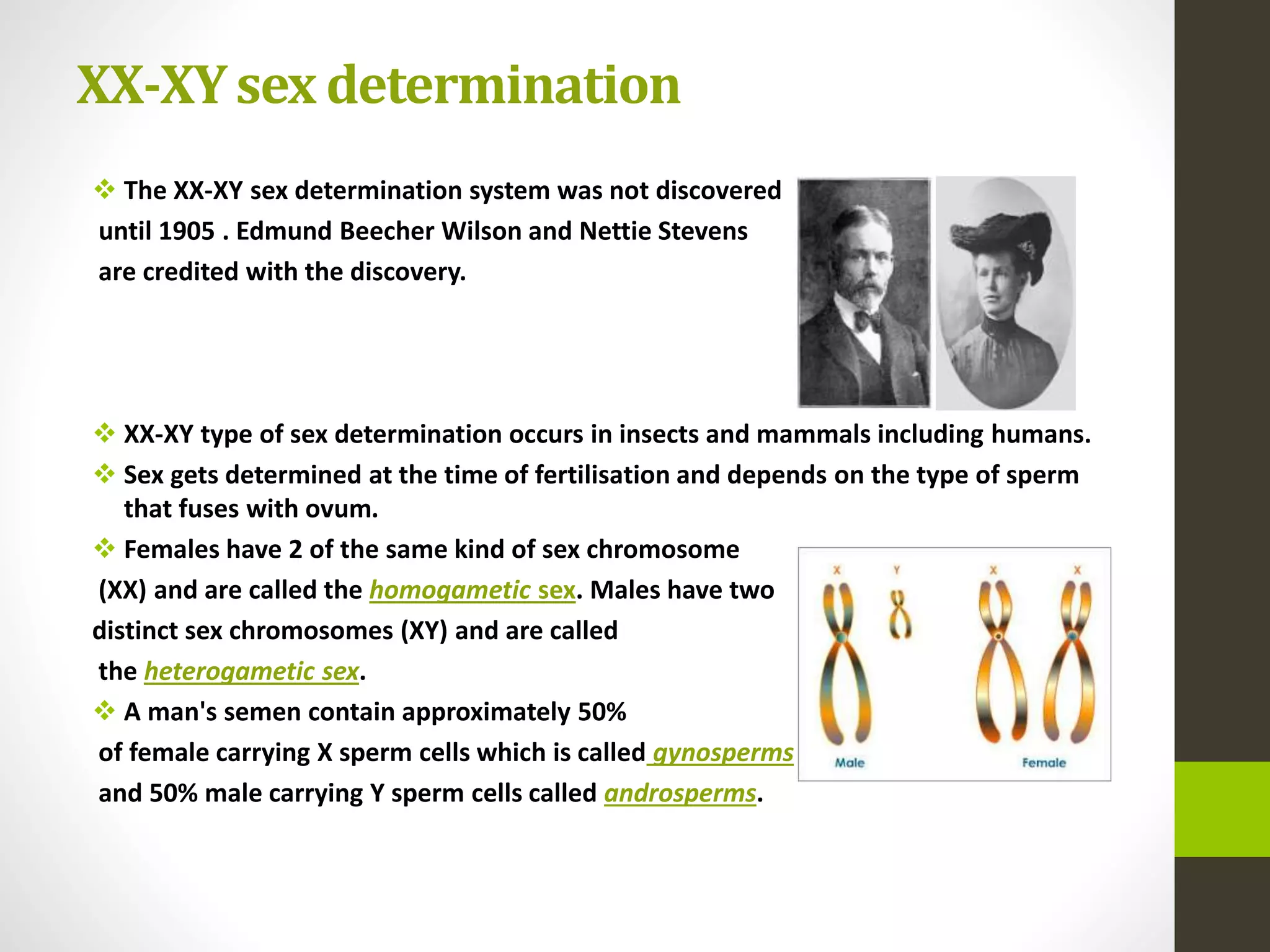 Sex determination XX-XY | PPTX