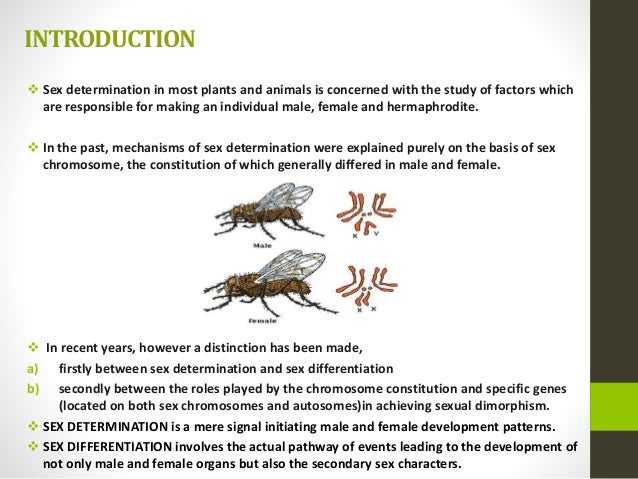 Sex Determination Xx Xy 