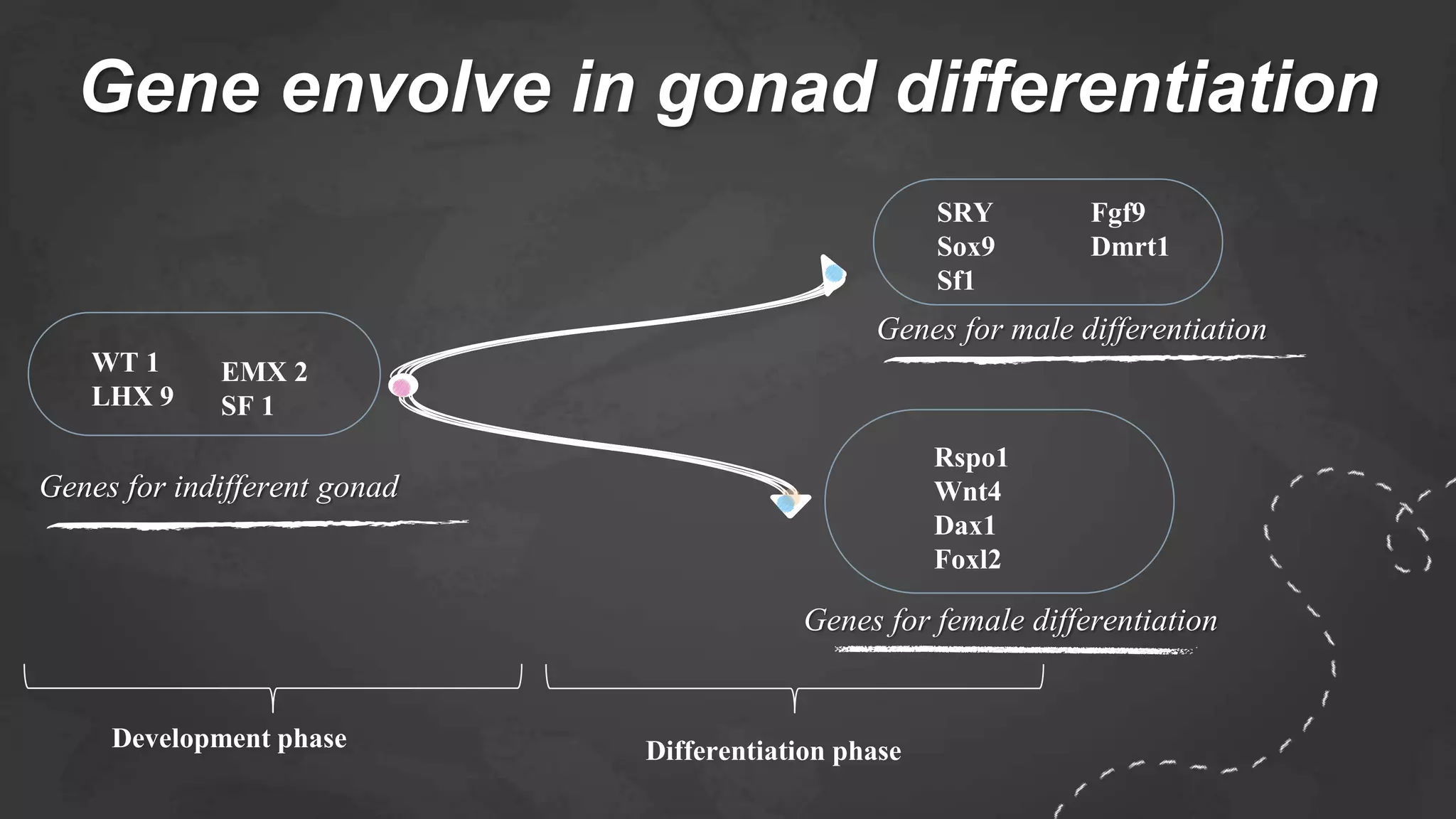 gonad and Sex differentiation in human | PPTX