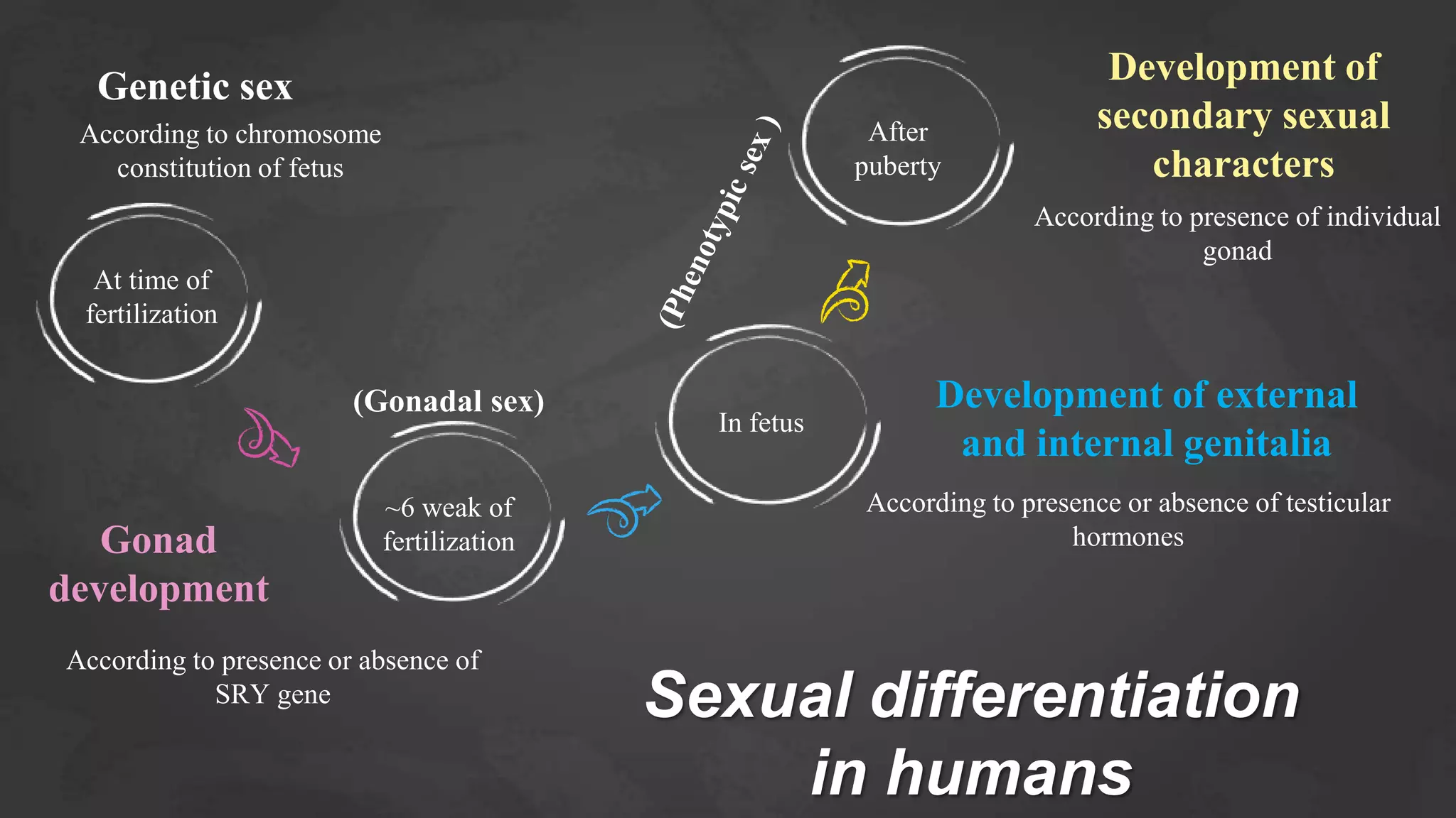 gonad and Sex differentiation in human | PPTX