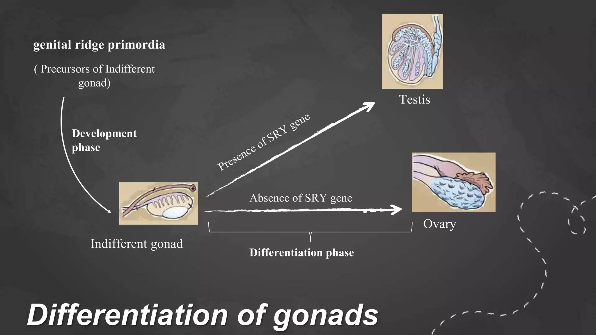 gonad and Sex differentiation in human | PPTX