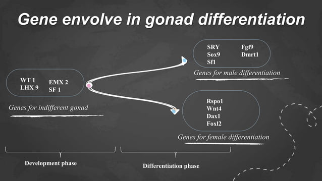 gonad and Sex differentiation in human | PPTX